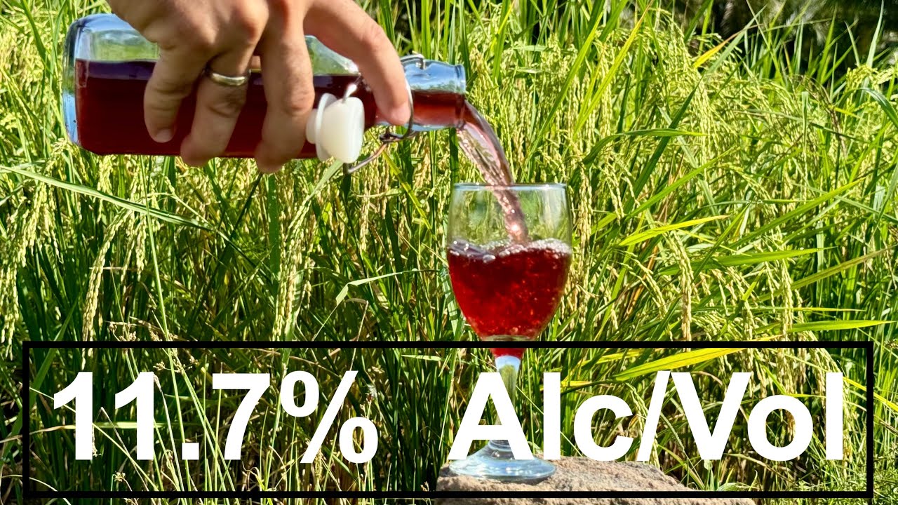 Homemade RICE WINE with 11.7% of ALCOHOL