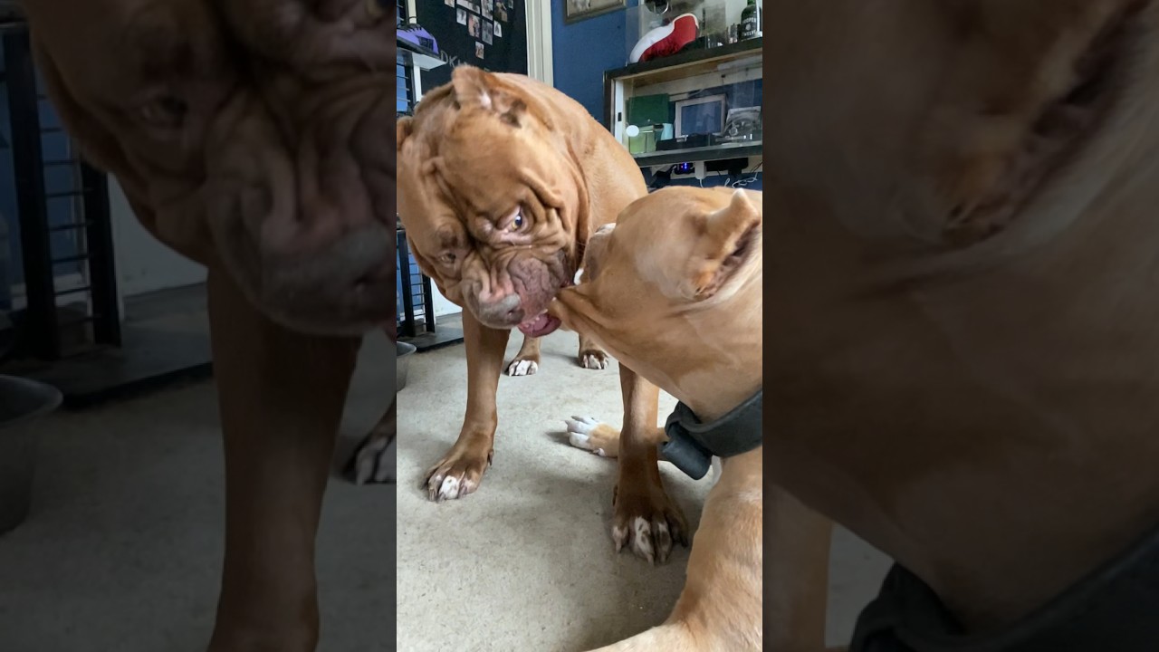 Giant pit bull teaches his son discipline during training session