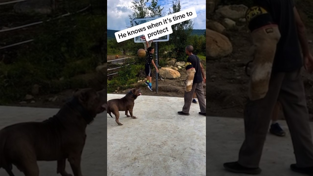 This giant pit bull is my kids’ personal bodyguard