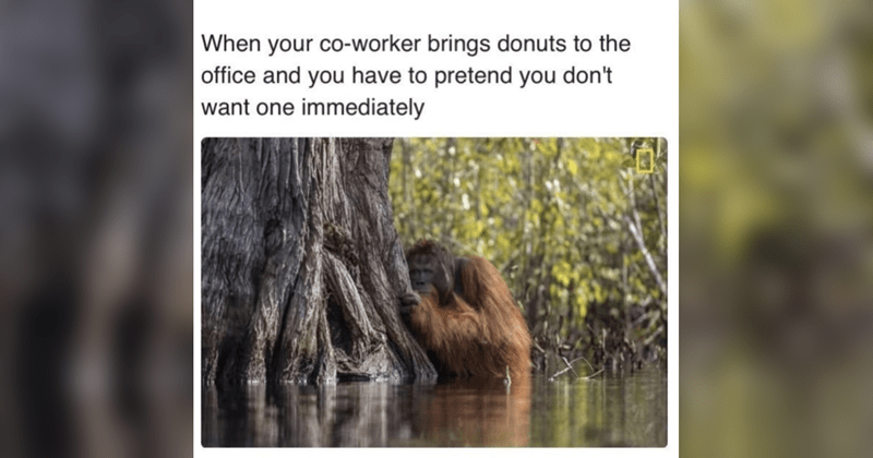 A Reckoning of 35 Memes