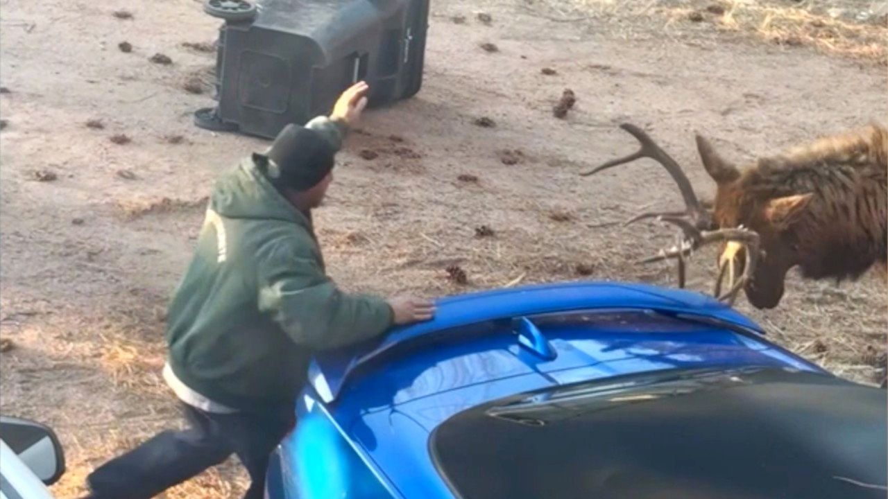 Elk attacks car as Arizona man tries to save his TRASH CAN