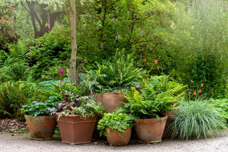 5 shady garden design secrets that will transform your outdoor space