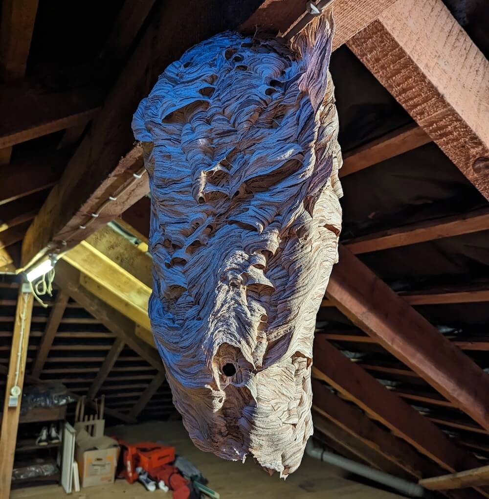 Son astounded after discovering fascinating natural phenomenon in ...