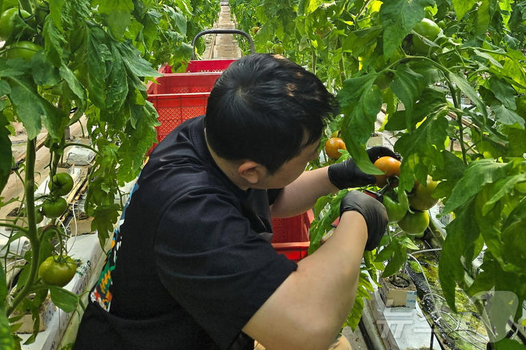 Coca-Cola cases recalled due to plastic contamination