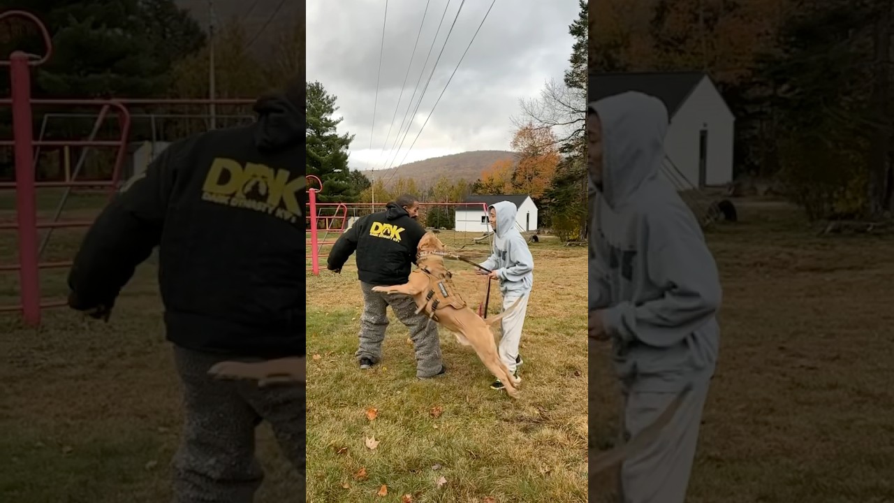 This dog was ready for action during protection exercise