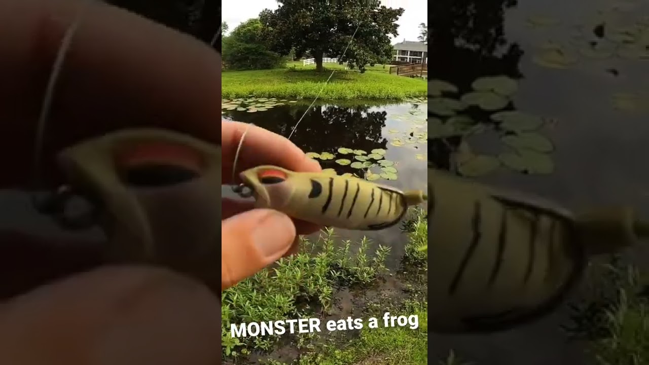 Monster bass attacks frog in dramatic fight