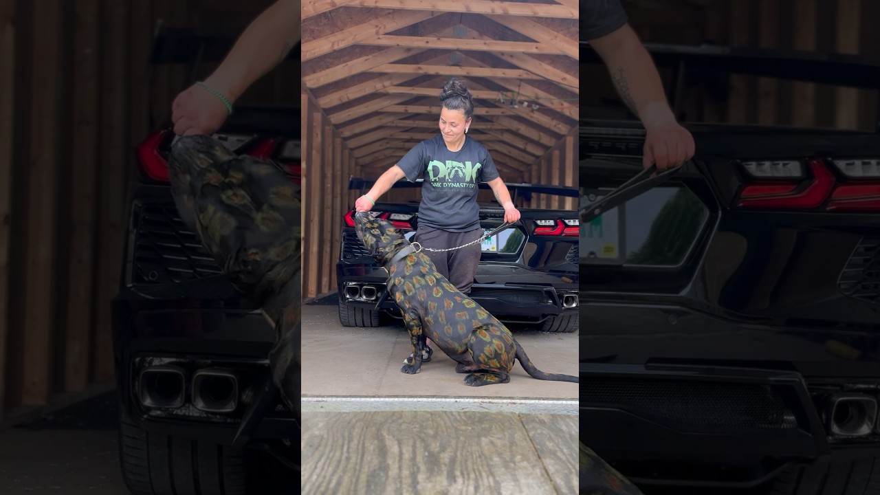 The rarest breed alive—leopard dog meets pit bull