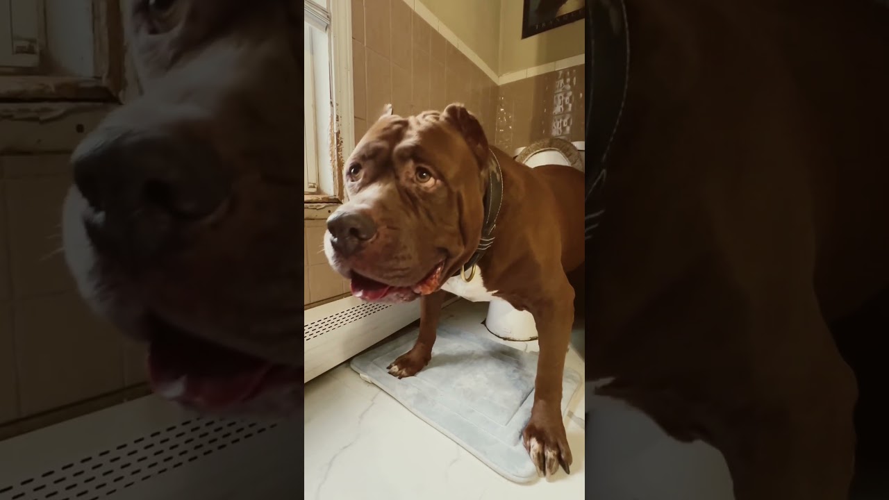 The best trick I ever taught my dog leaves fans amazed