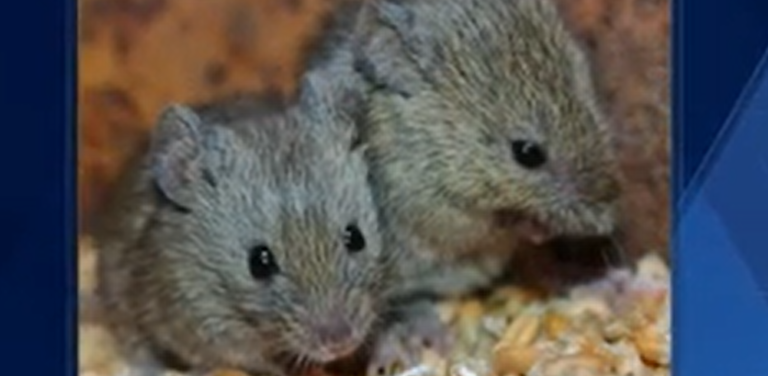 Hantavirus carried by dozens of small mammal species