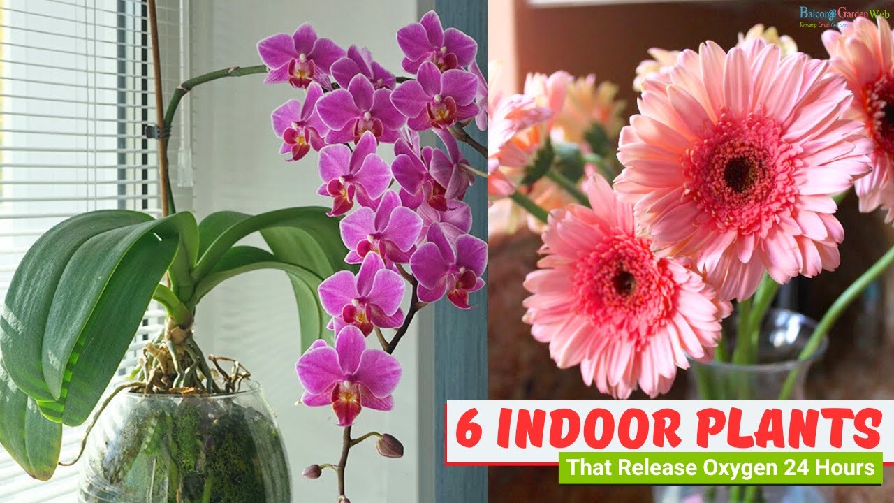 6 Indoor Plants That Release Oxygen 24 Hours