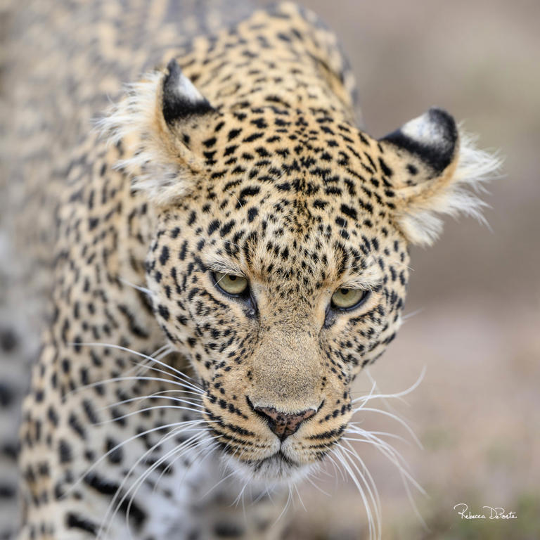 A 'Visual Feast' Of Art Coming To Historic Bucks County Mill