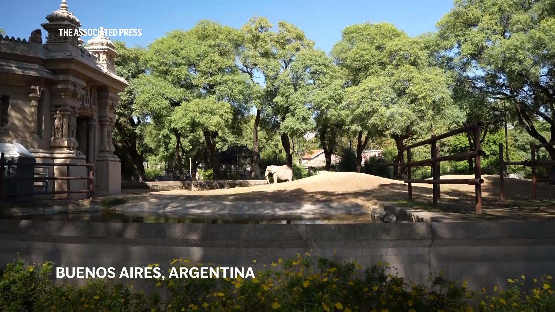 Buenos Aires's last elephant on training for relocation to a sanctuary ...