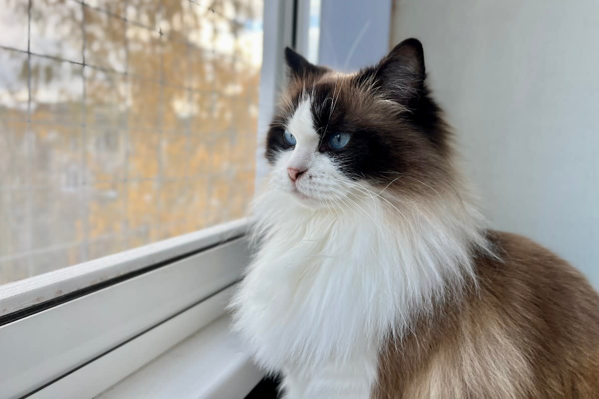 Affectionate Cat's Excitement After Mom Returns From Vacation Is the Epitome of Sweetness