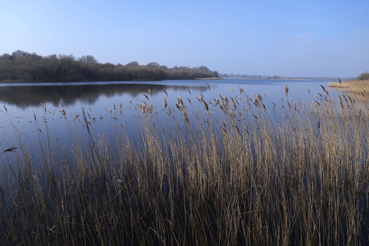 Green finance standards launched to set bar for nature investments