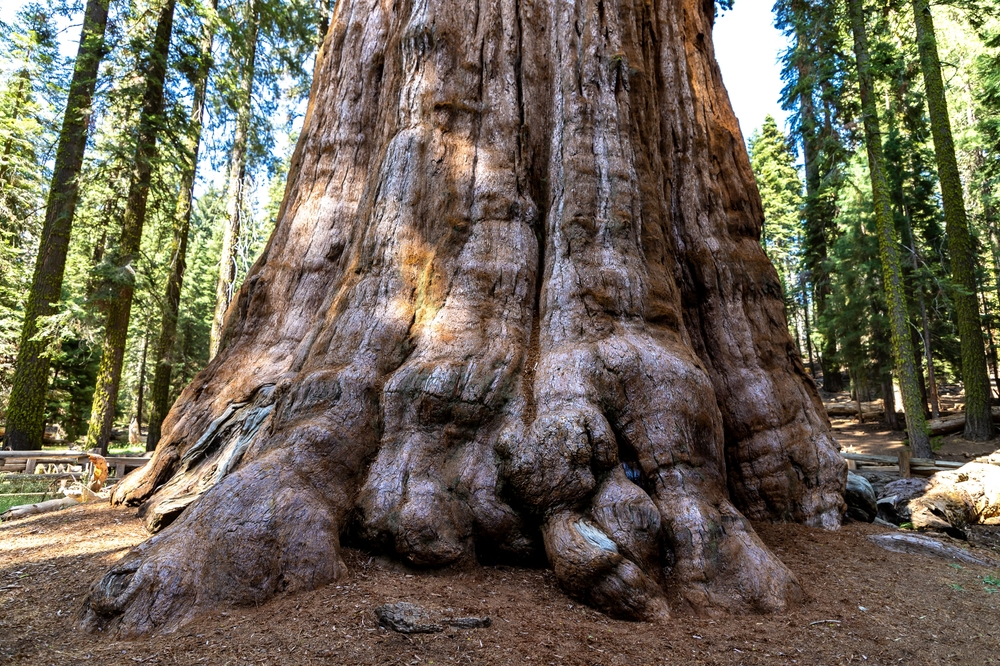 You Could Fit 120 School Buses Inside This California Tree That’s Older ...