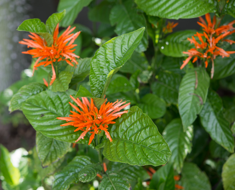 Remedios naturales: ¿Qué es el muicle y cuáles son sus beneficios?