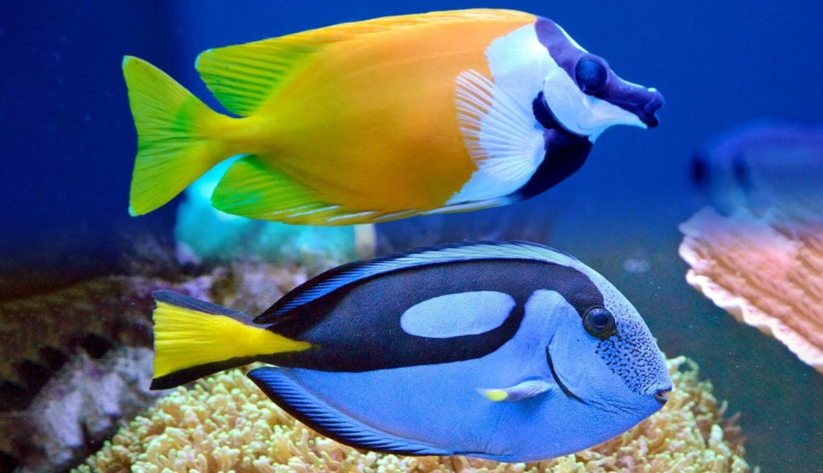 6 Care Tips for Foxface and Rabbitfish