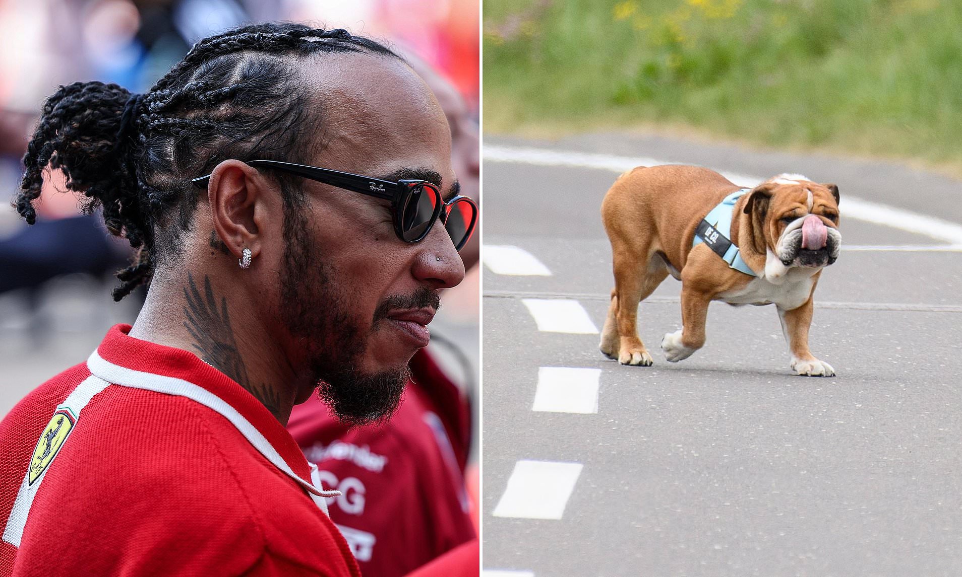 Fans confused by Lewis Hamilton's decision to feed his bulldog Roscoe a ...