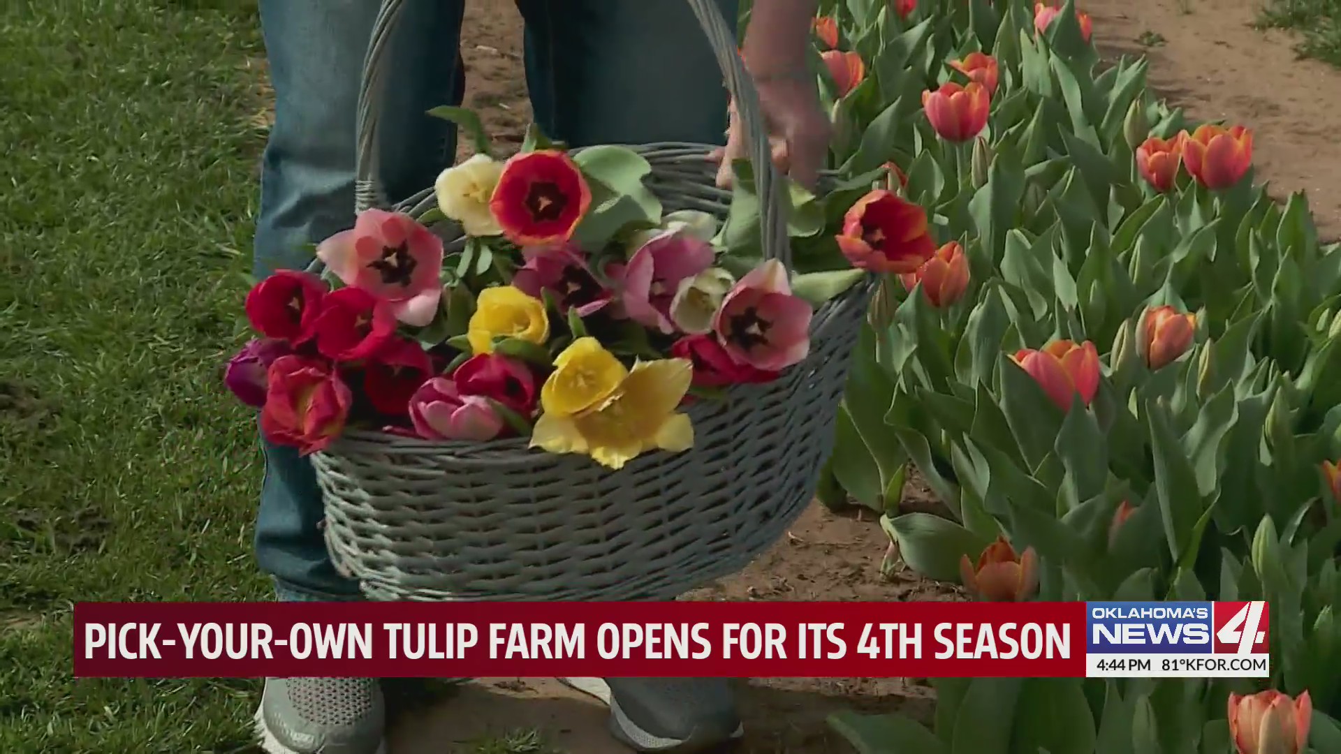 Pick-your-own tulip farm opens for its 4th season