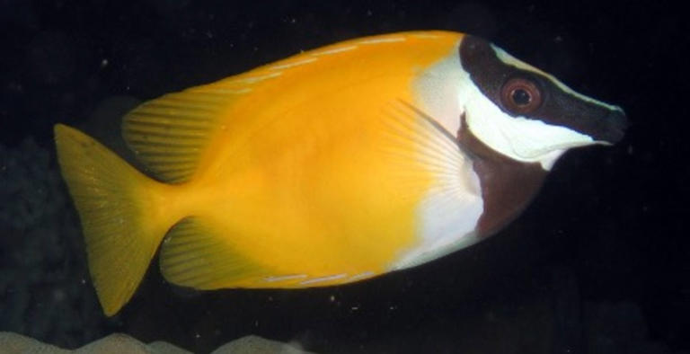 6 Care Tips for Foxface and Rabbitfish