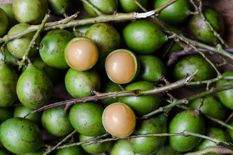 ¿Qué es la guaya? La fruta yucateca que a la vista parece un limón pero ...