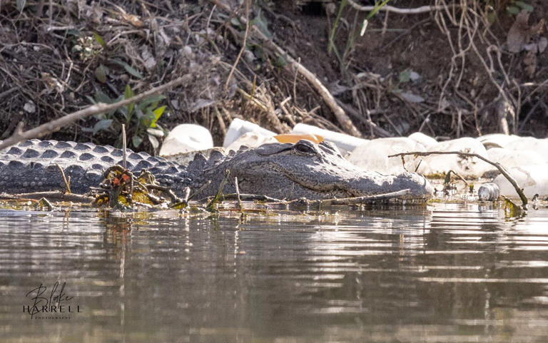 Waco, Texas gators once again spotted by local photographer in the ...