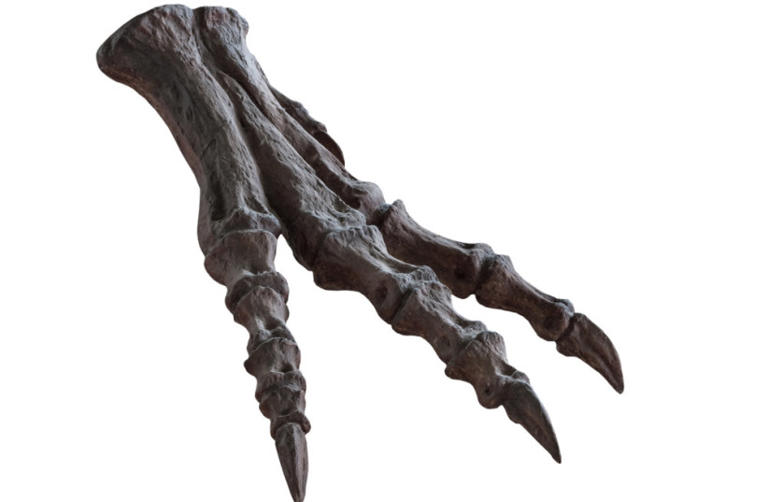 Rare fossil sheds light on unusual claw-bearing Therizinosaur