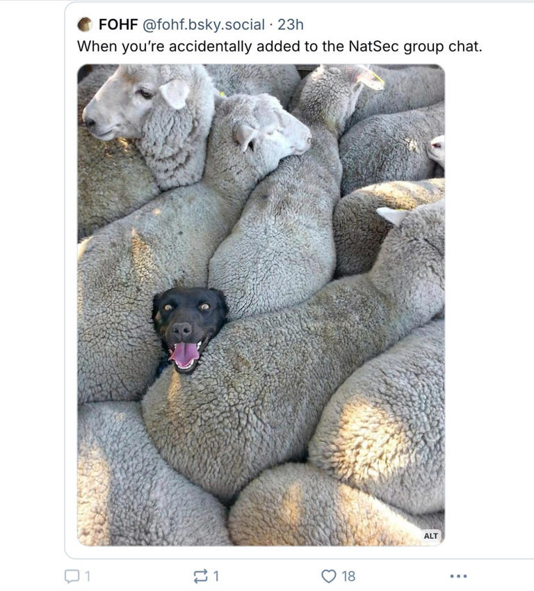 Signal Government Chat Goof Sparks a War Room Full of Memes