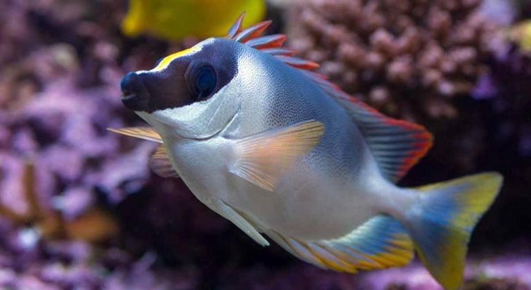 6 Care Tips for Foxface and Rabbitfish