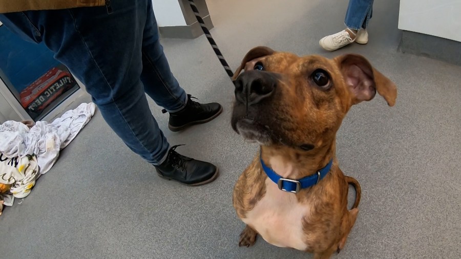 Uncovering gaps in Ohio’s animal cruelty laws