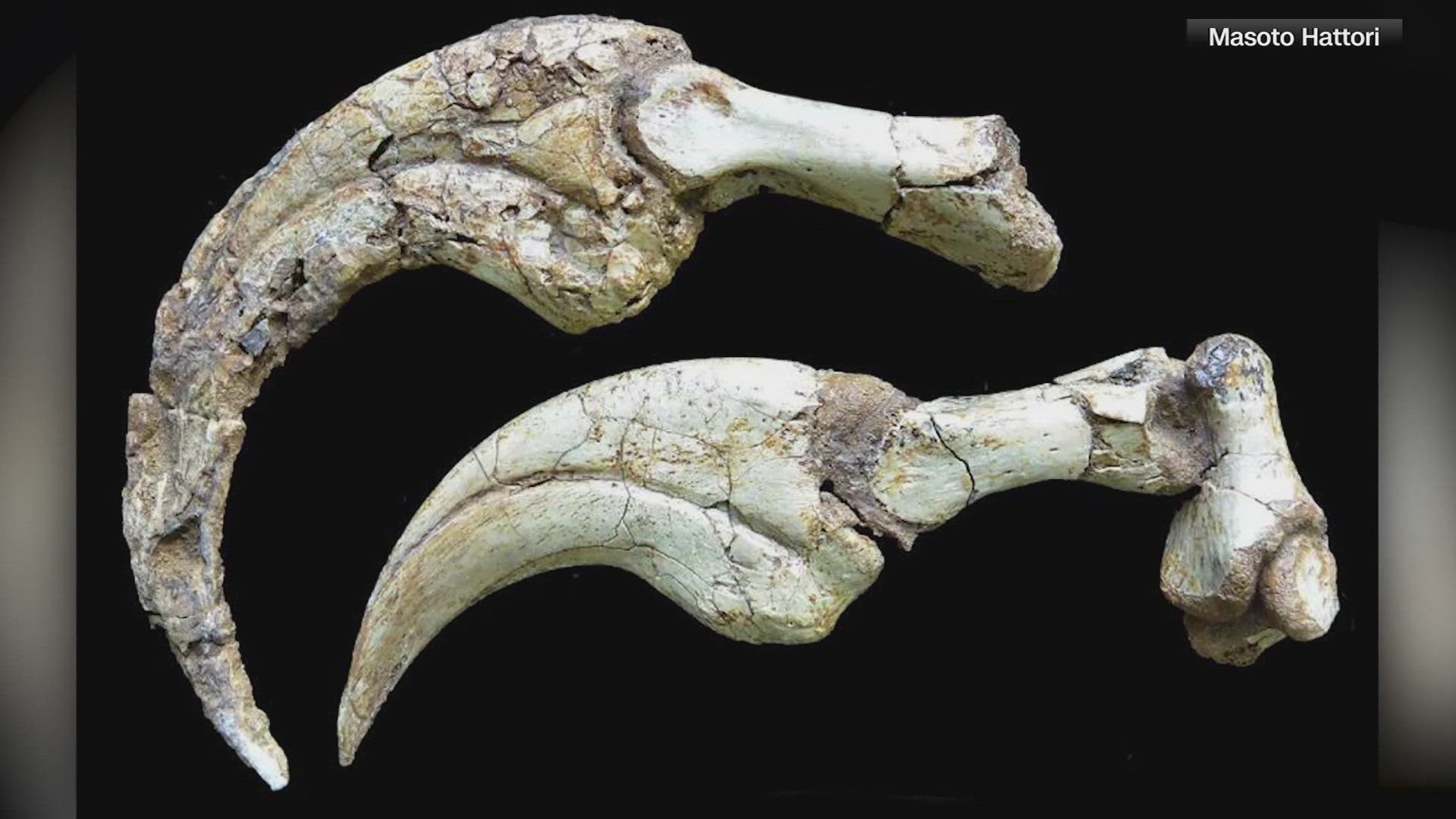 Largest fully preserved dinosaur claw found in Mongolia