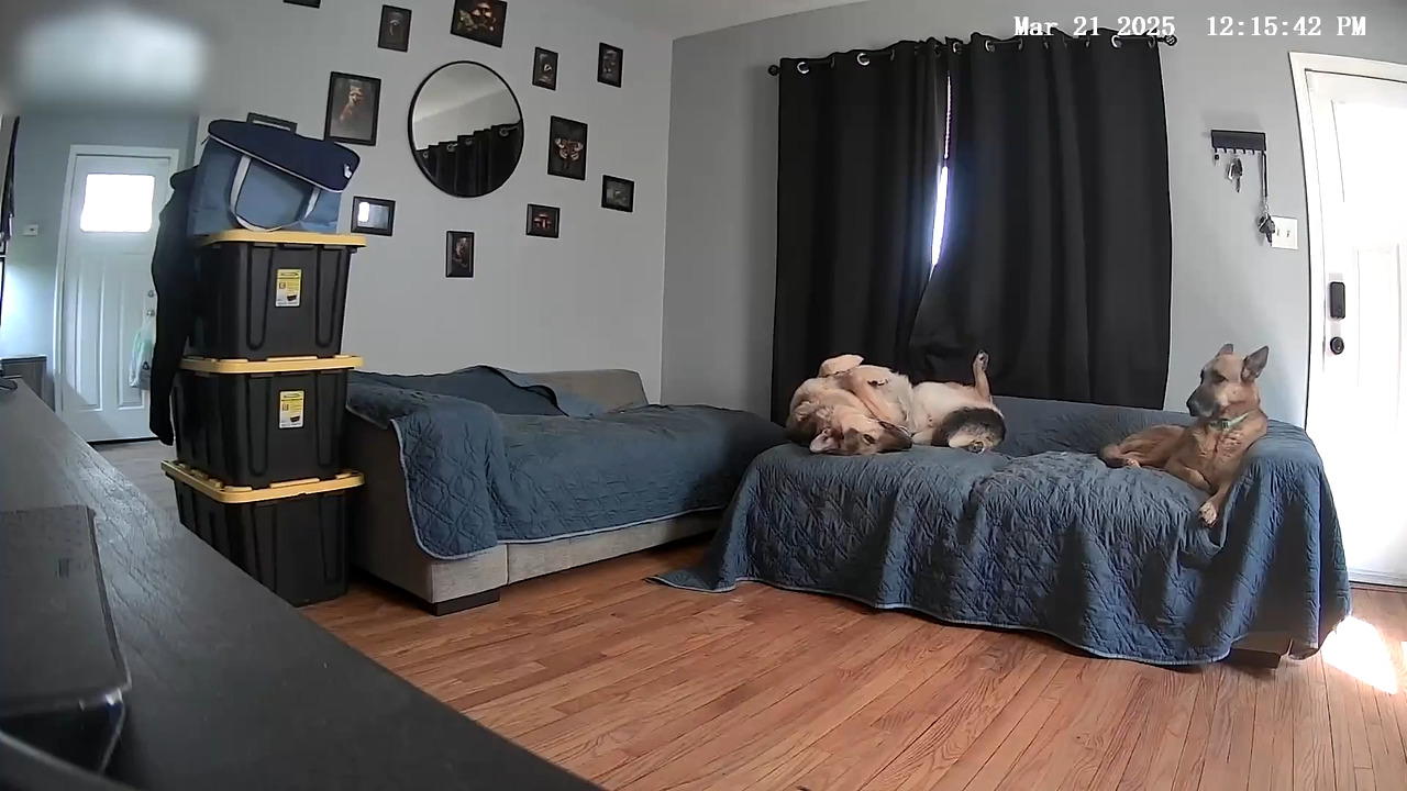Dog Rolls Off Couch in Boredom Mishap