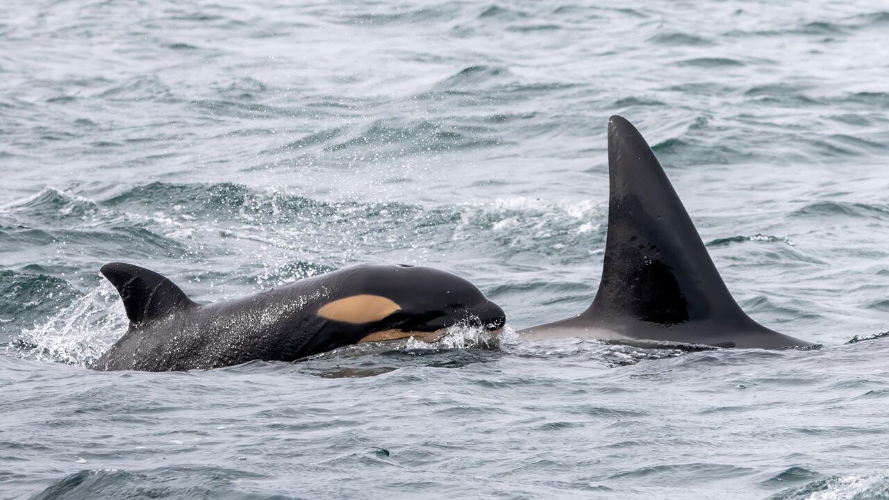 #TheMoment whale watchers spotted a baby orca descended from a Salish ...