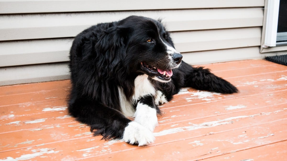 Berner Sennenhund Mischling: Ein ganz besonderer Mix