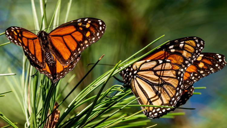 The monarchs are coming! Here's everything you need to know about the ...
