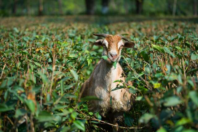 City's decision to hire 400 goats raises eyebrows: 'An unconventional ...