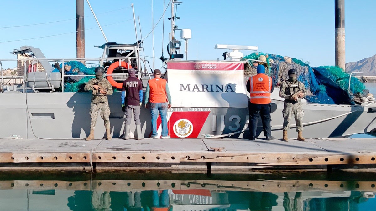 Más de 20 totoabas quedan atrapadas en redes en Alto Golfo de California
