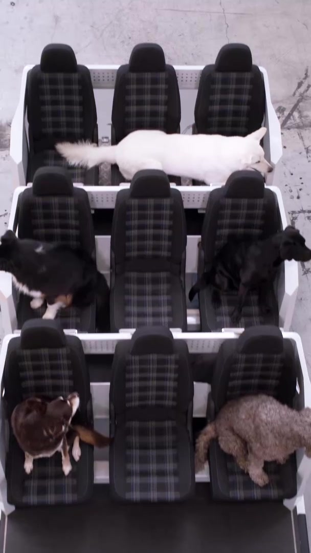 Animal visitors in the Volkswagen Tayron production