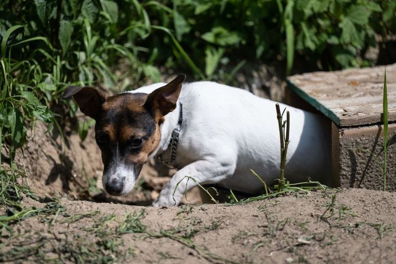 'I'm a dog trainer – here's how to control your pet around wild animals'