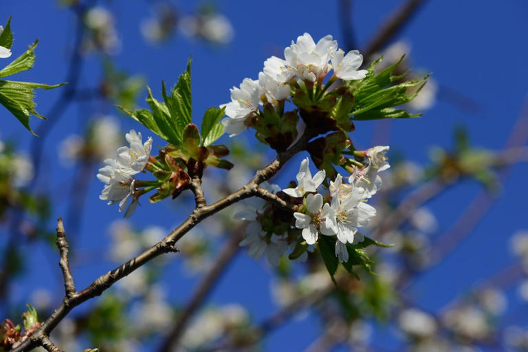 Two Vietnamese airlines ban power banks over explosion fears