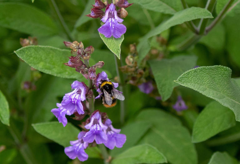 Guía Completa de Cultivo y Cuidados de la Salvia Farinacea