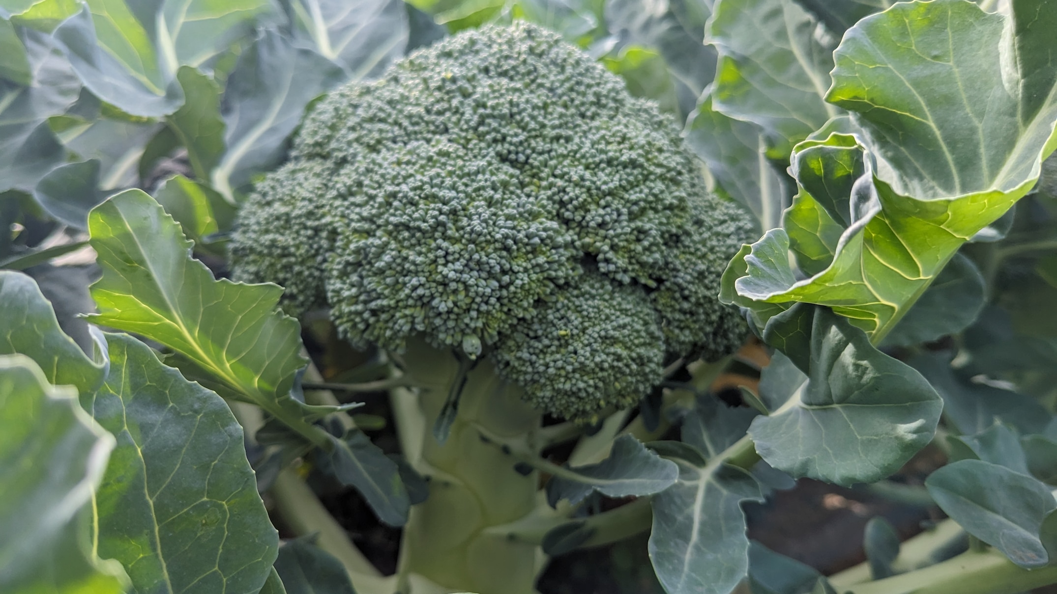 Bitter broccoli, smaller potato crops amid prolonged dry weather in ...