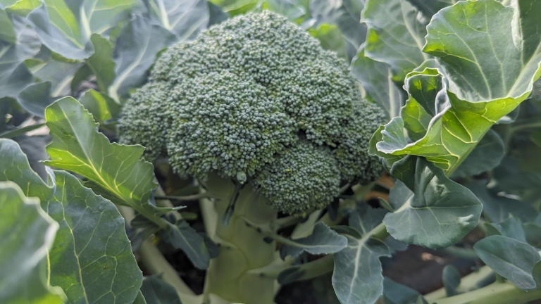 Bitter broccoli, smaller potato crops amid prolonged dry weather in ...