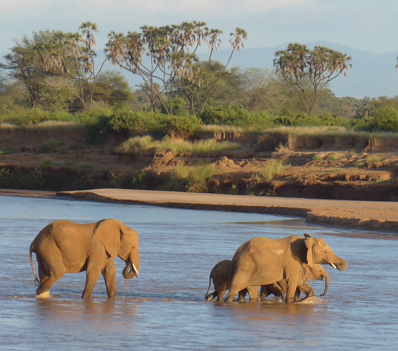 How elephants plan their journeys: New study reveals energy-saving ...