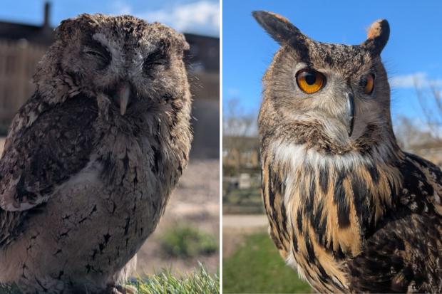 Southampton farm 'excited' to welcome new birds of prey