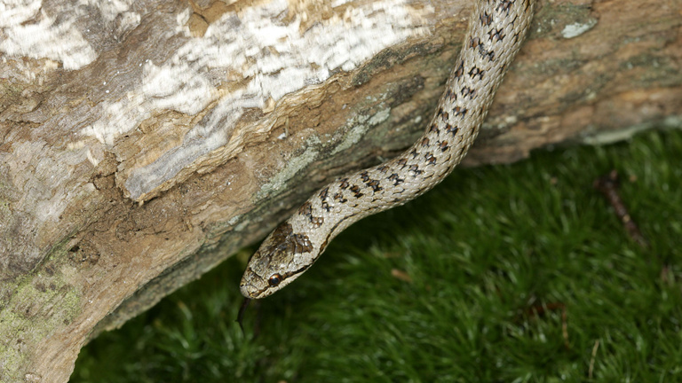 Magyarországon élő kannibál kígyót vizsgált egy új tanulmány