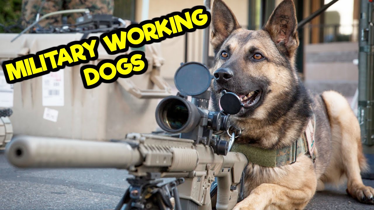 Meet the Different Dogs That Keep Soldiers Safe