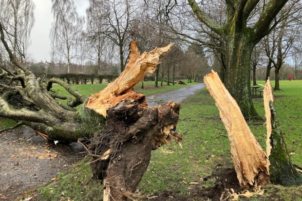Storm Éowyn severely damaged this popular park - here's how you can help