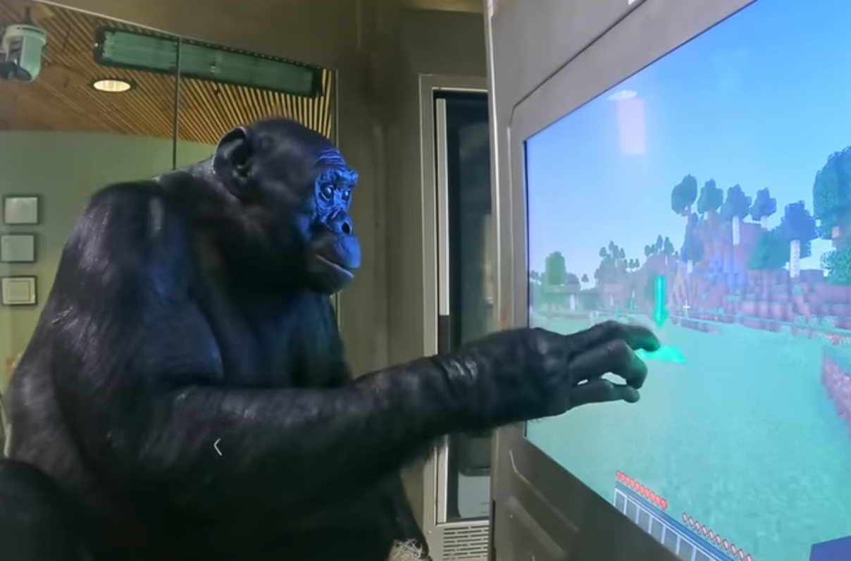 Macaco 'mais inteligente do mundo', Kanzi, morre aos 44 anos