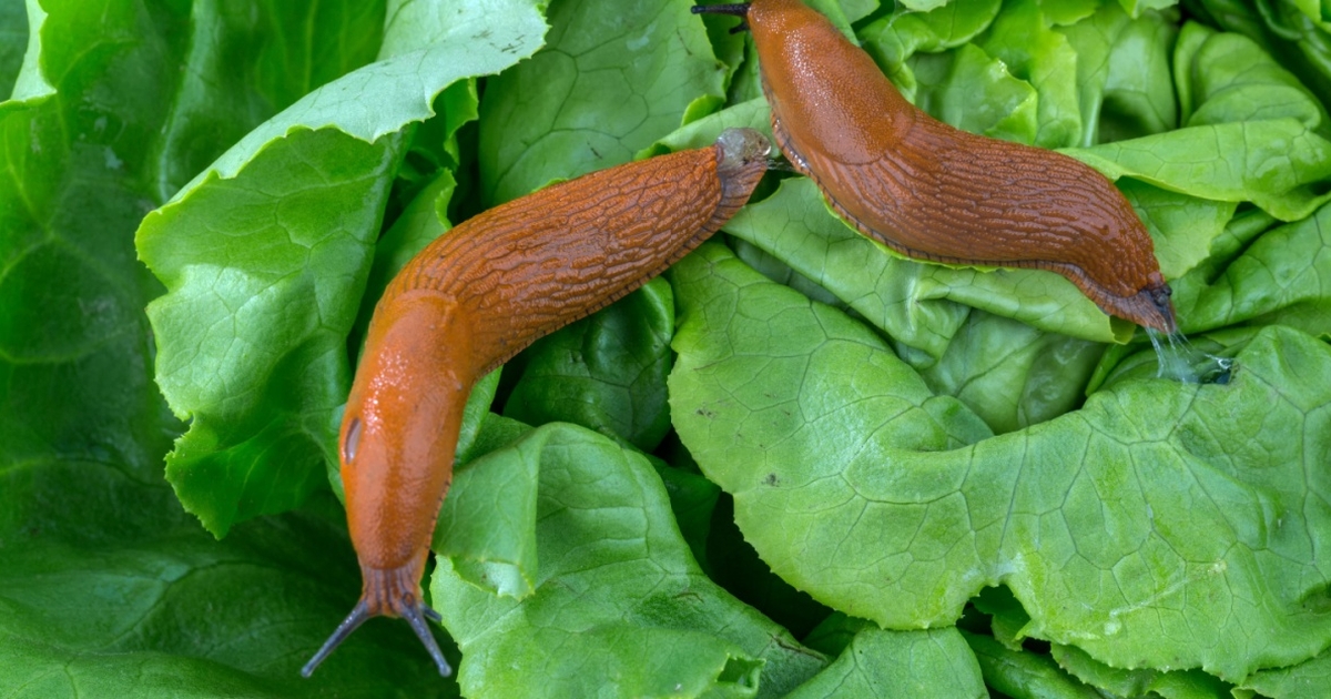 Stop Slugs This Summer with One Simple Spring Trick